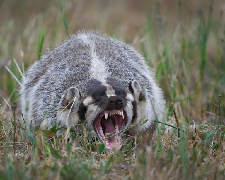 Sleepy Badger - Jacques Fortier Photography