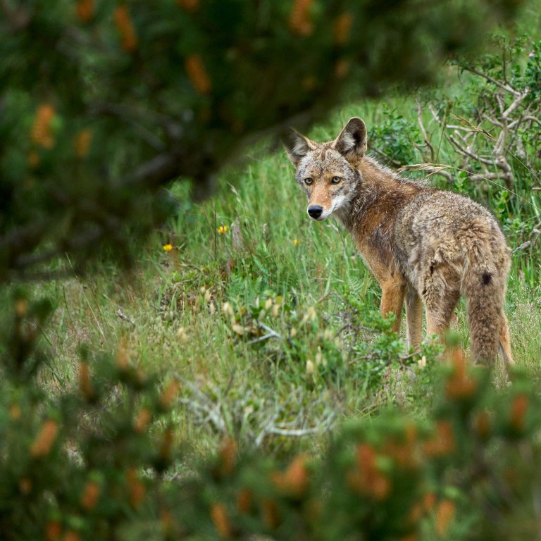 Molting Coyote Encounter - Jacques Fortier Photography