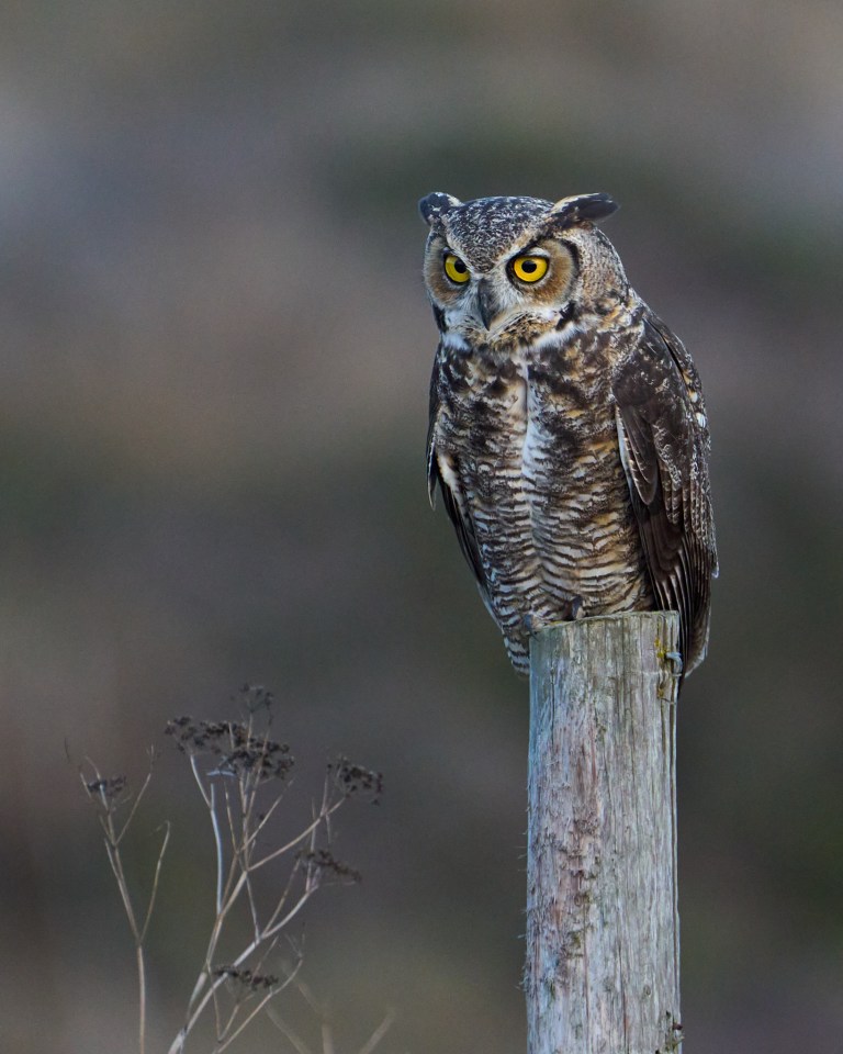 Sassy Great Horned Owl - Jacques Fortier Photography