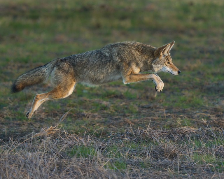 Leaping Coyote - Jacques Fortier Photography