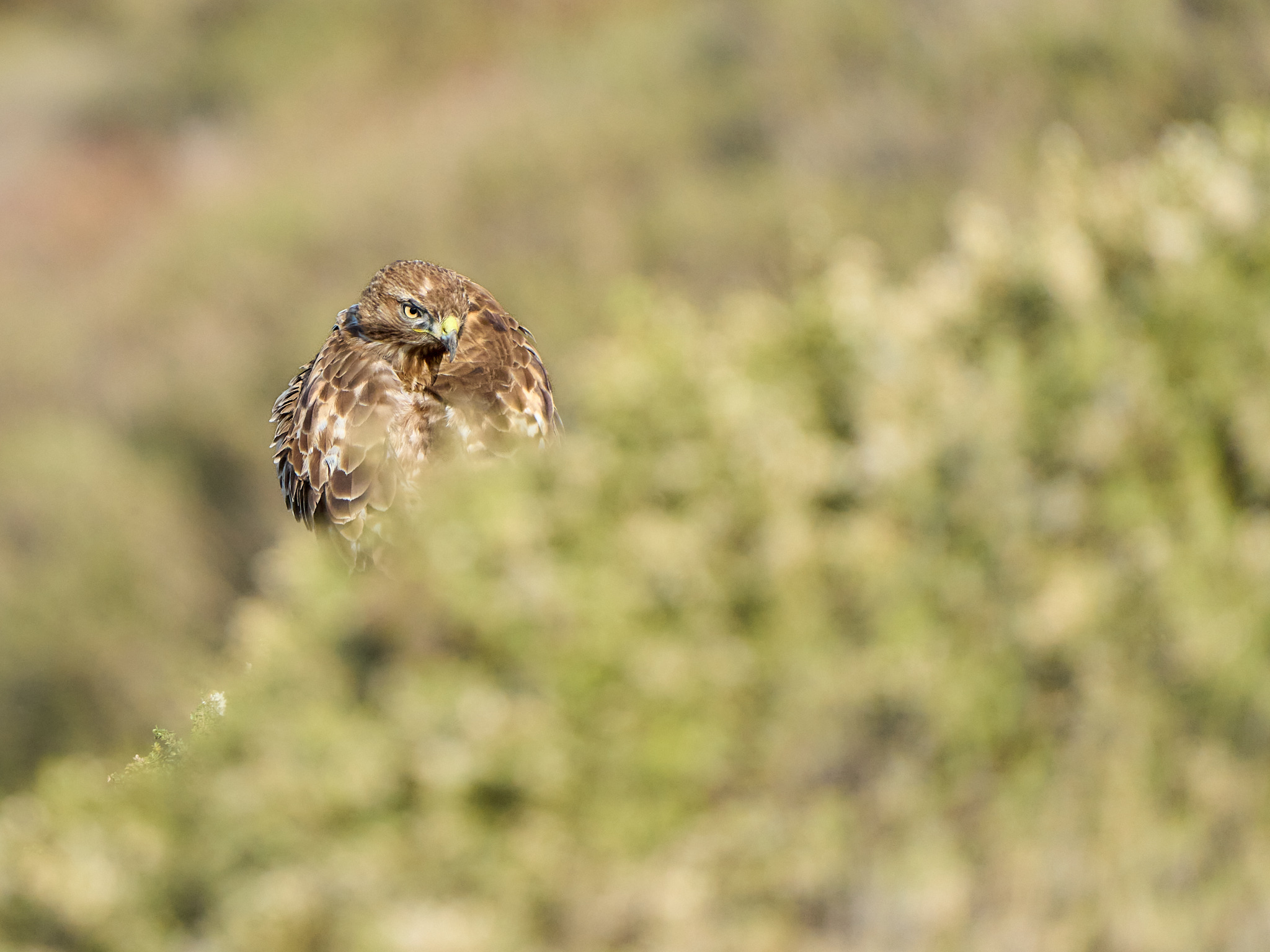 Point Reyes With Daniel Dietrich - Jacques Fortier Photography