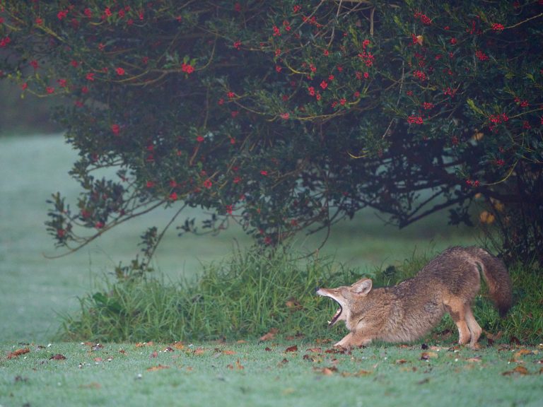 Stretching Coyote - Jacques Fortier Photography
