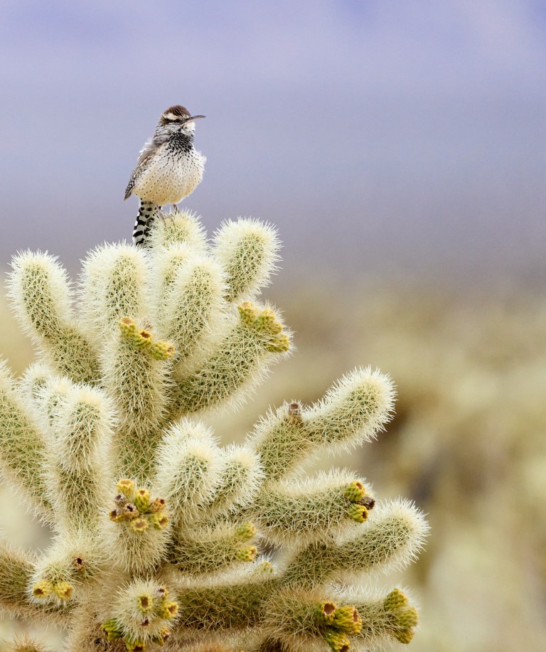 Cactus Wren - Jacques Fortier Photography