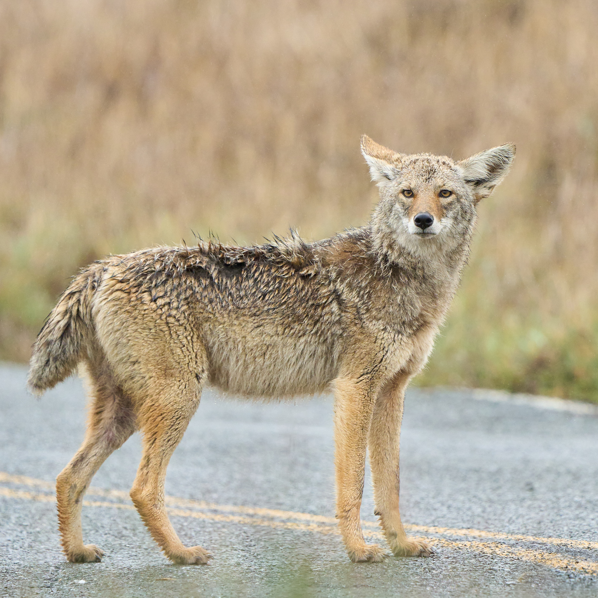 Short-Tailed Coyote - Jacques Fortier Photography