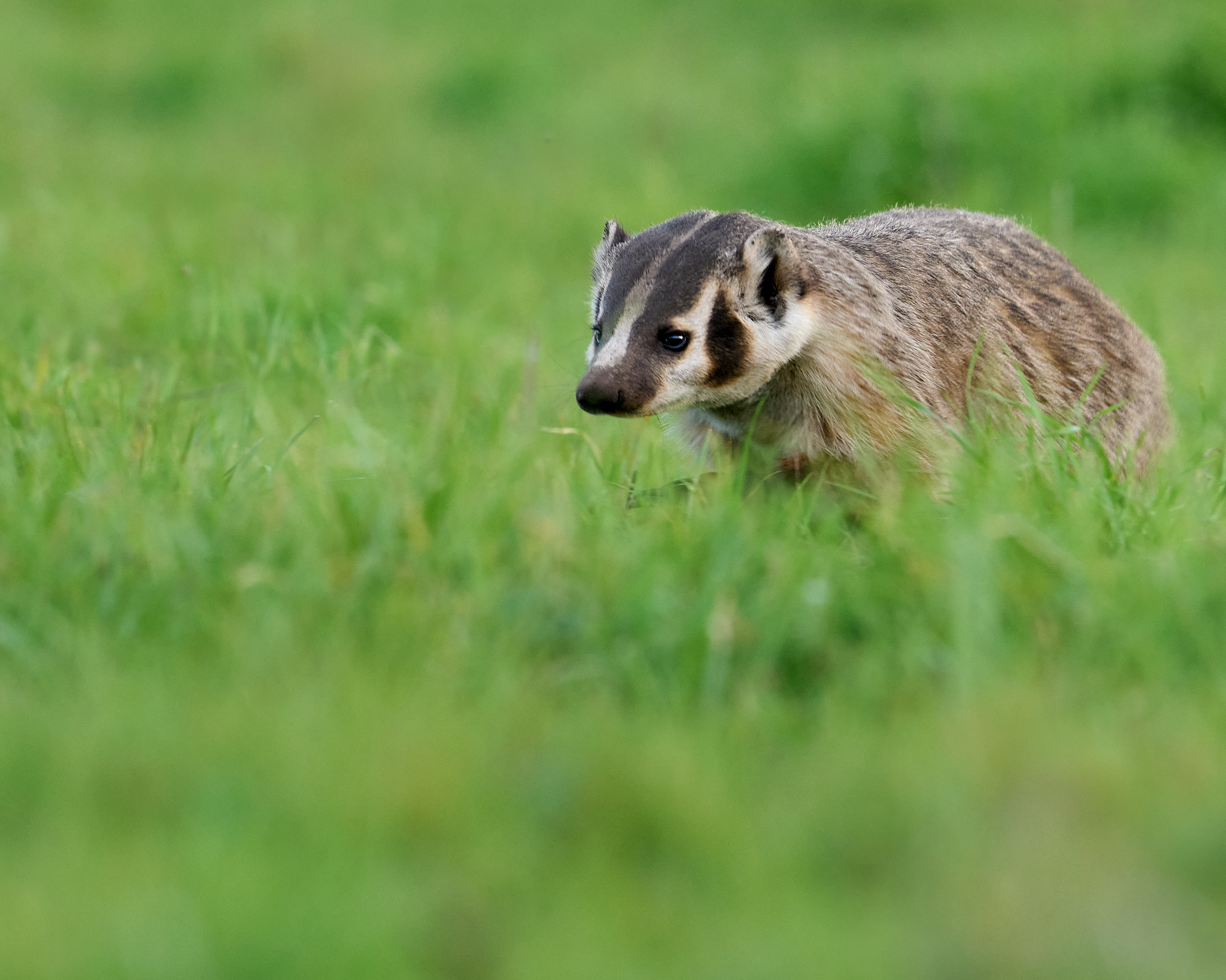 The Badger Returns - Jacques Fortier Photography