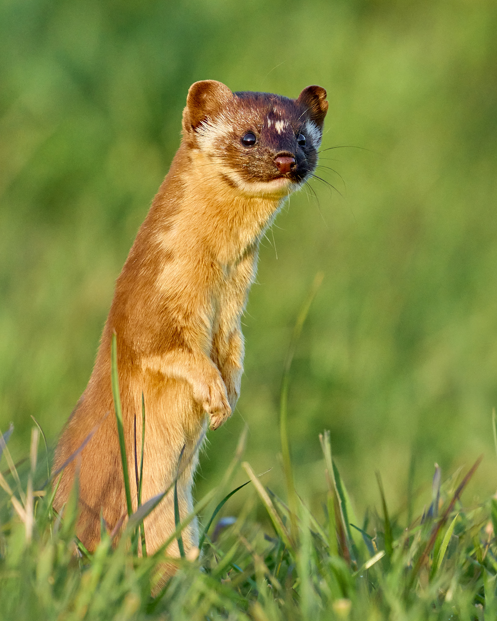 Weasel Sunset II - Jacques Fortier Photography