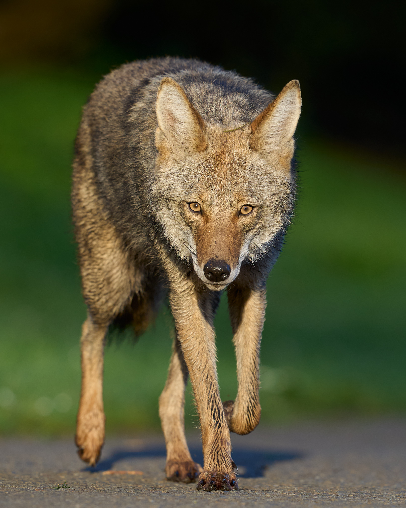 Coyote Eye Contact - Jacques Fortier Photography