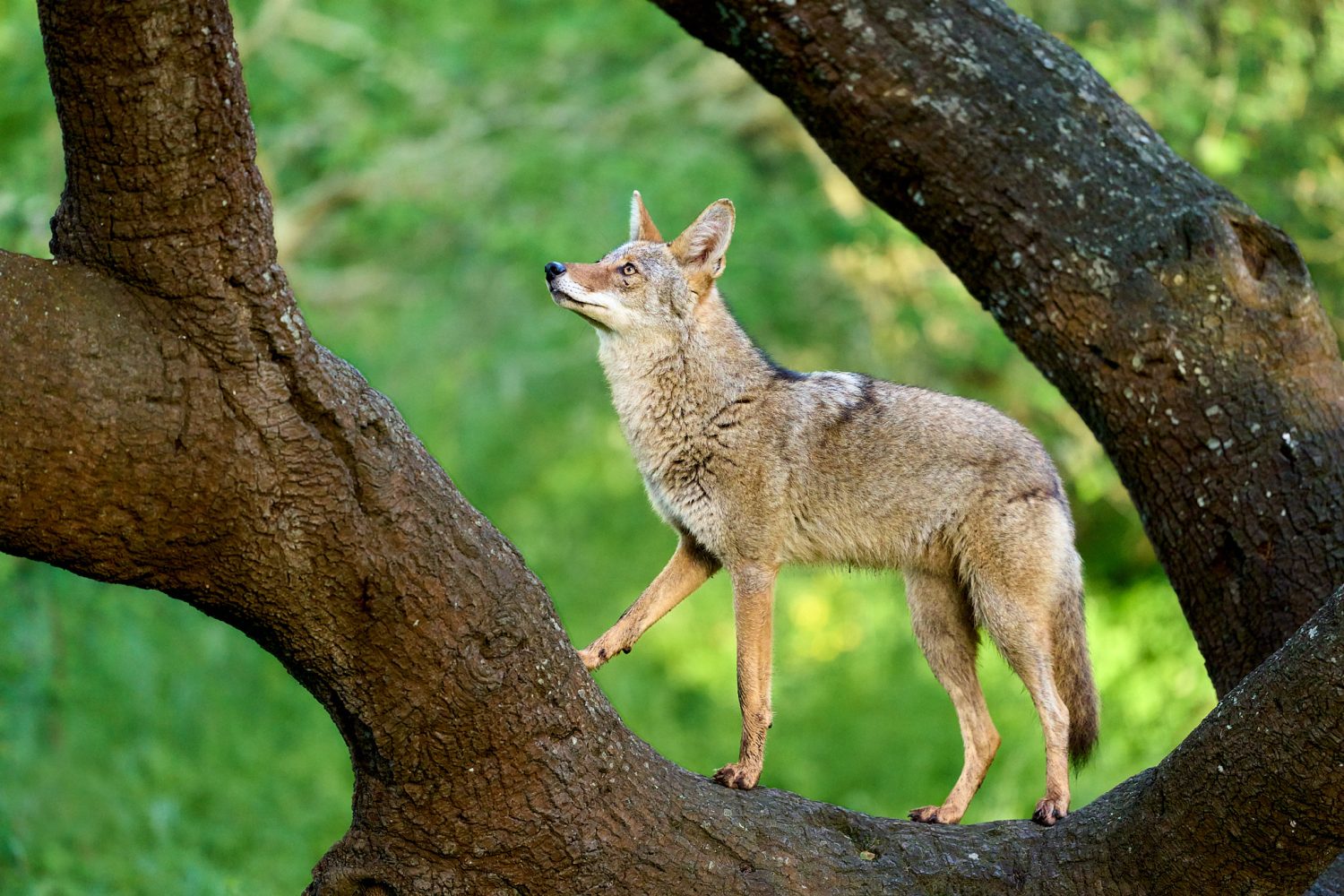 The Vitruvian Coyote - Jacques Fortier Photography