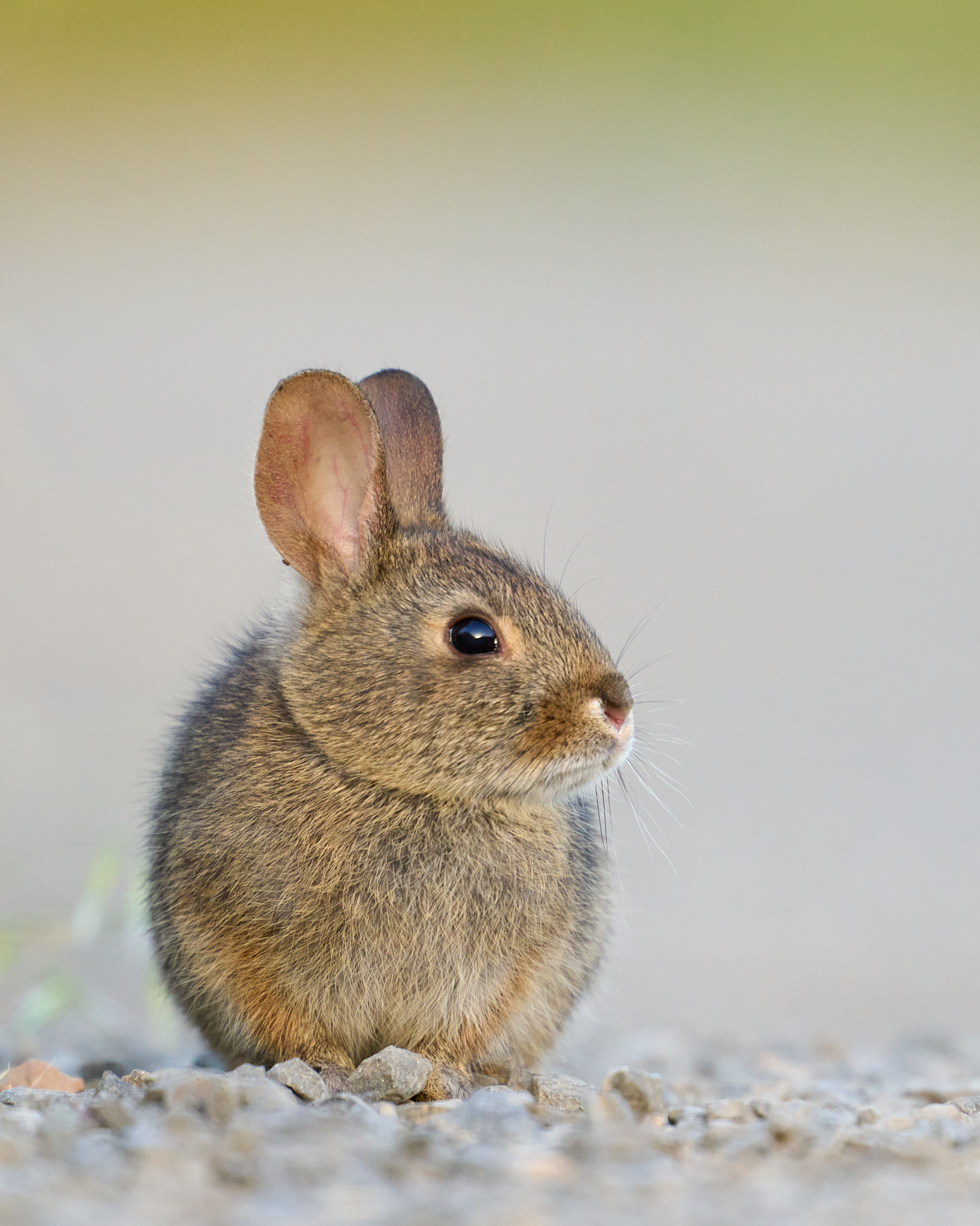 How To Draw a Rabbit - Jacques Fortier Photography