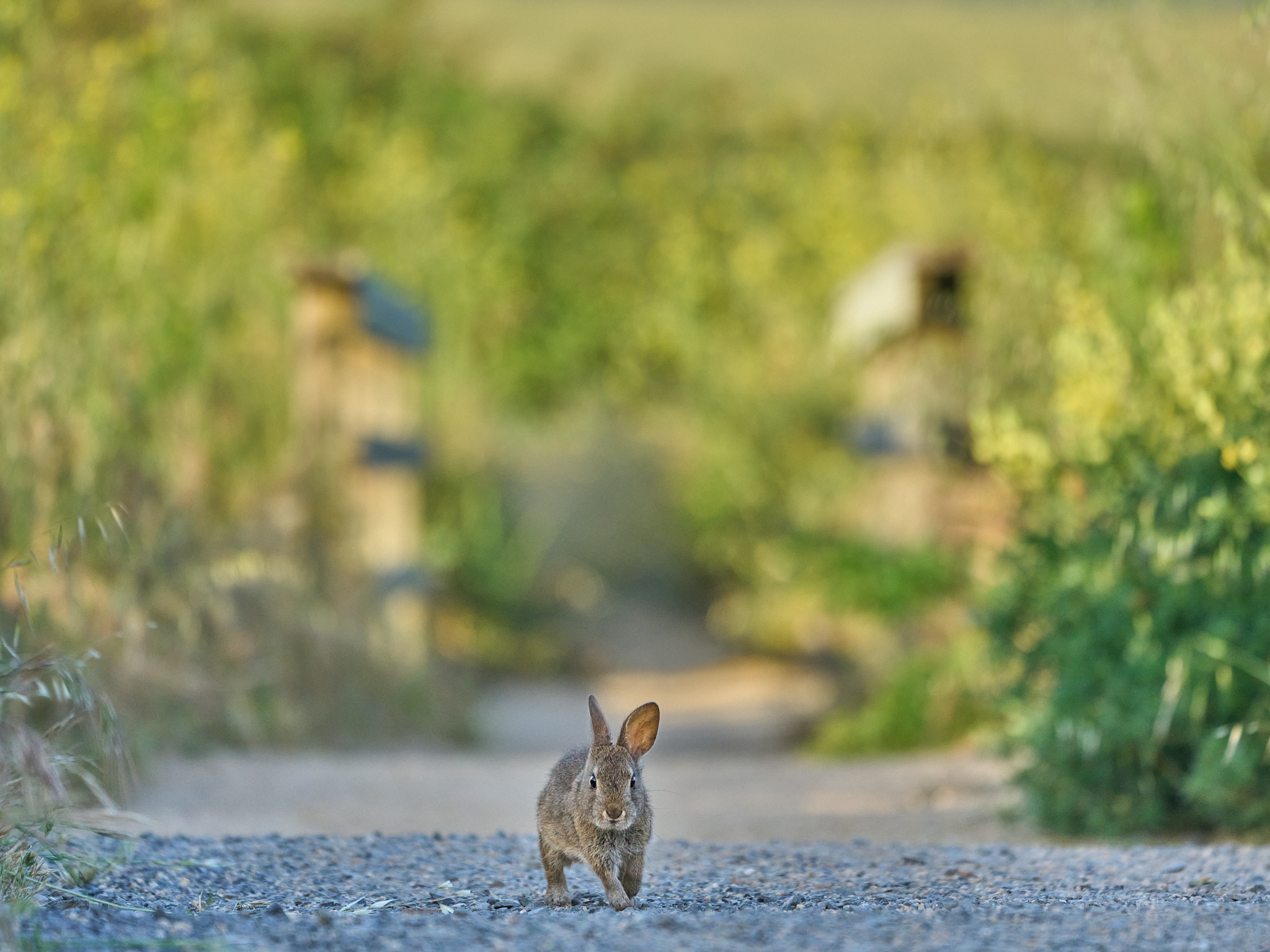 The Magic Garden - Jacques Fortier Photography