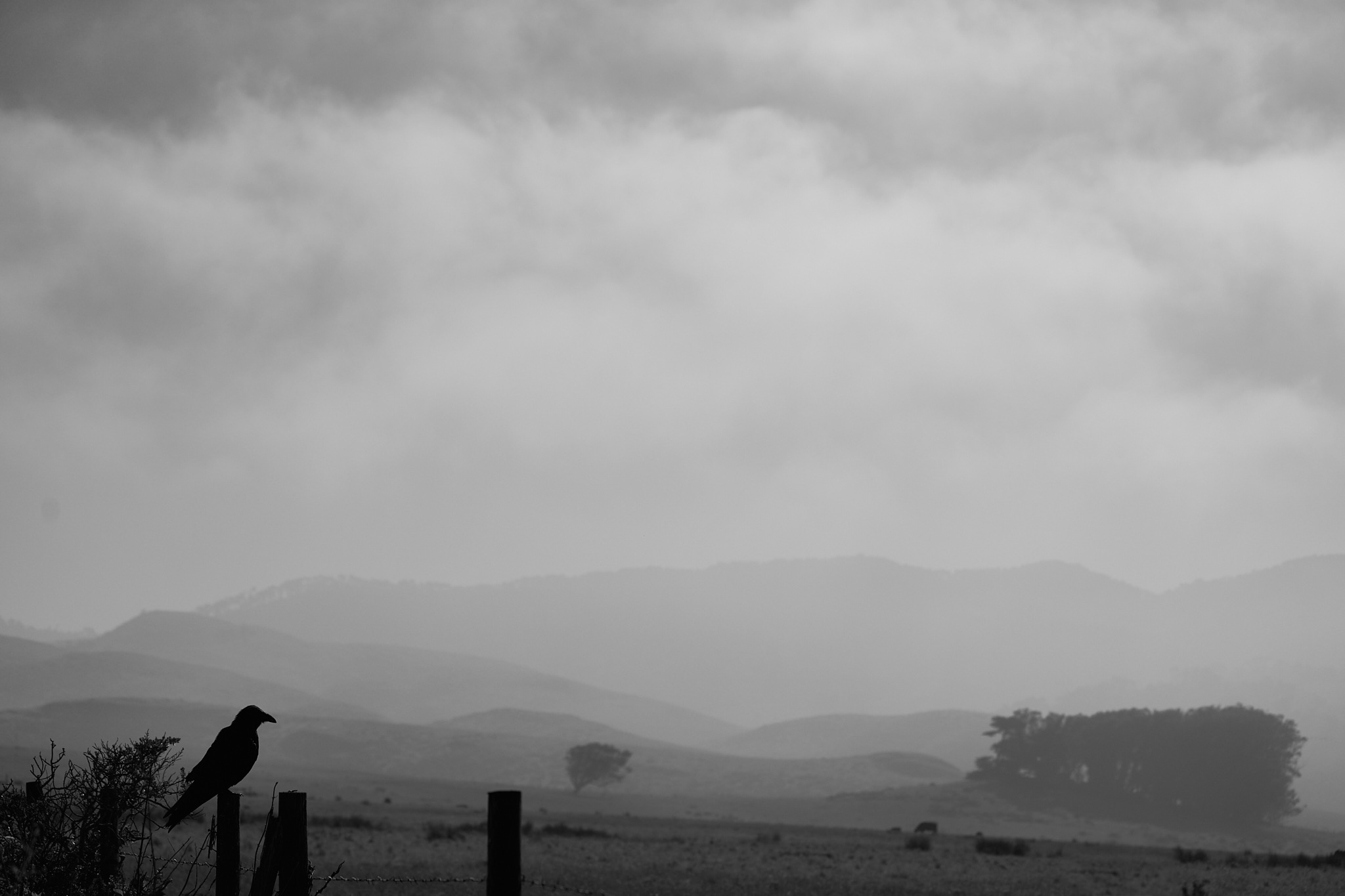 Raven Landscape - Jacques Fortier Photography