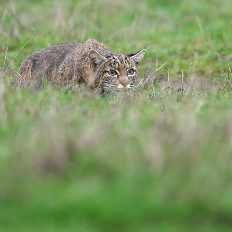 Gopher’s Eye View - Jacques Fortier Photography