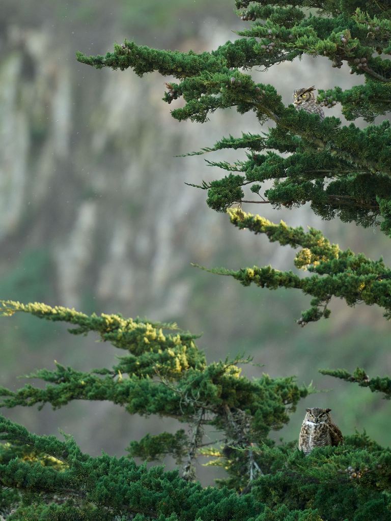 Stacking Owls - Jacques Fortier Photography