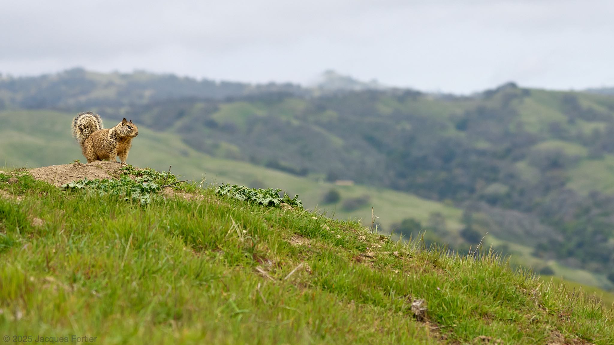 Ground Squirrel Landscape - Jacques Fortier Photography