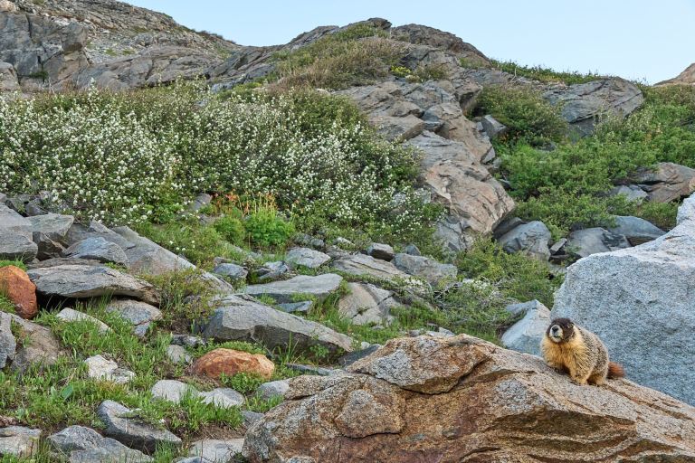 Marmot Scene - Jacques Fortier Photography