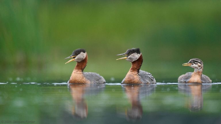 Family Portrait - Jacques Fortier Photography
