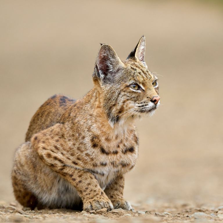 Pensive - Jacques Fortier Photography