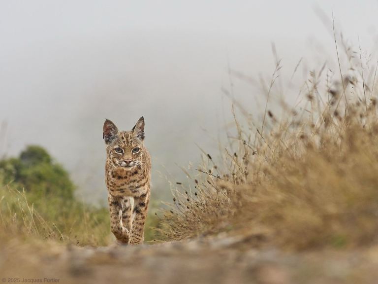 Gopher’s Eye View - Jacques Fortier Photography