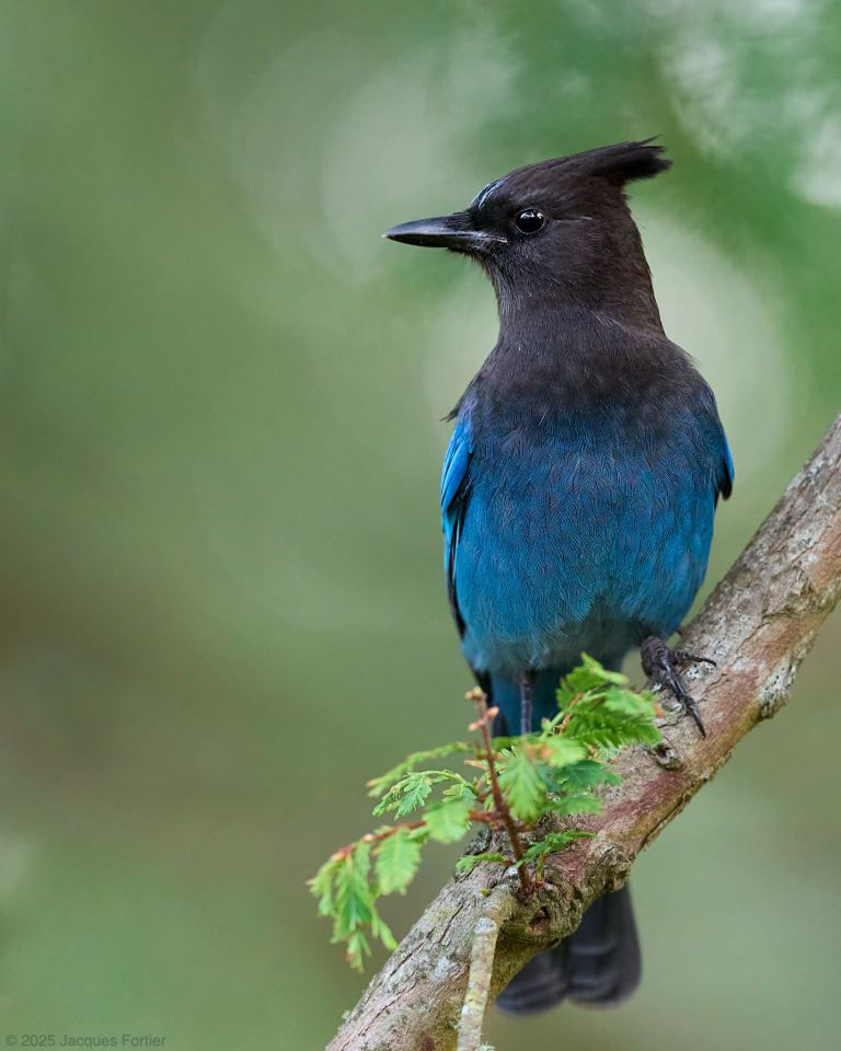 Stellar’s Jay - Jacques Fortier Photography